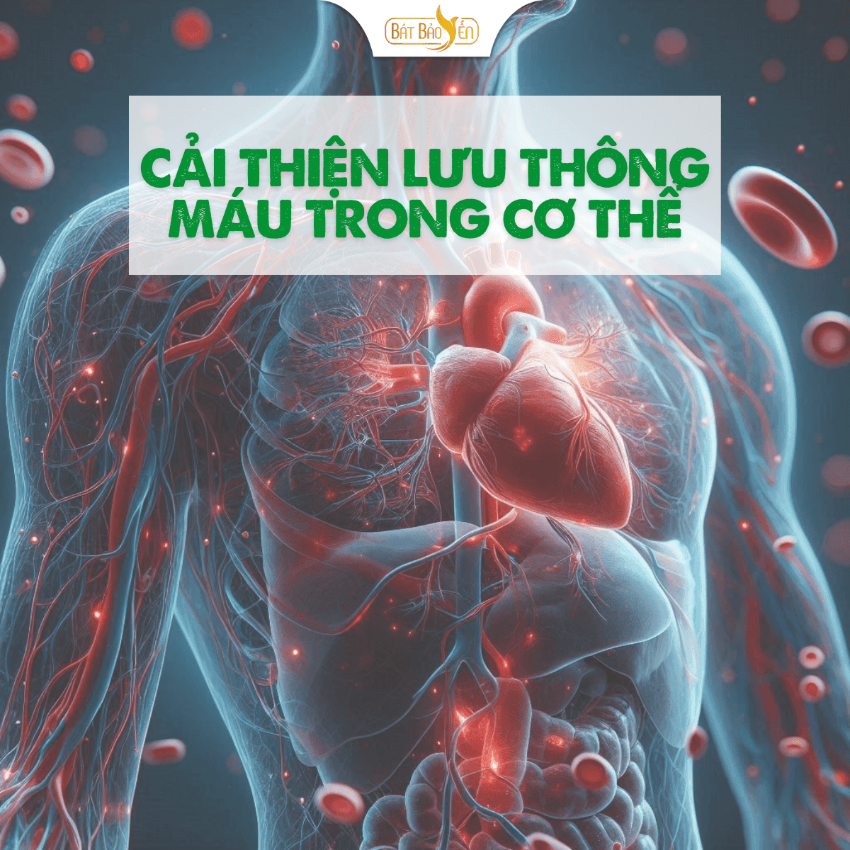 Cải thiện lưu thông máu | Bát Bảo Yến