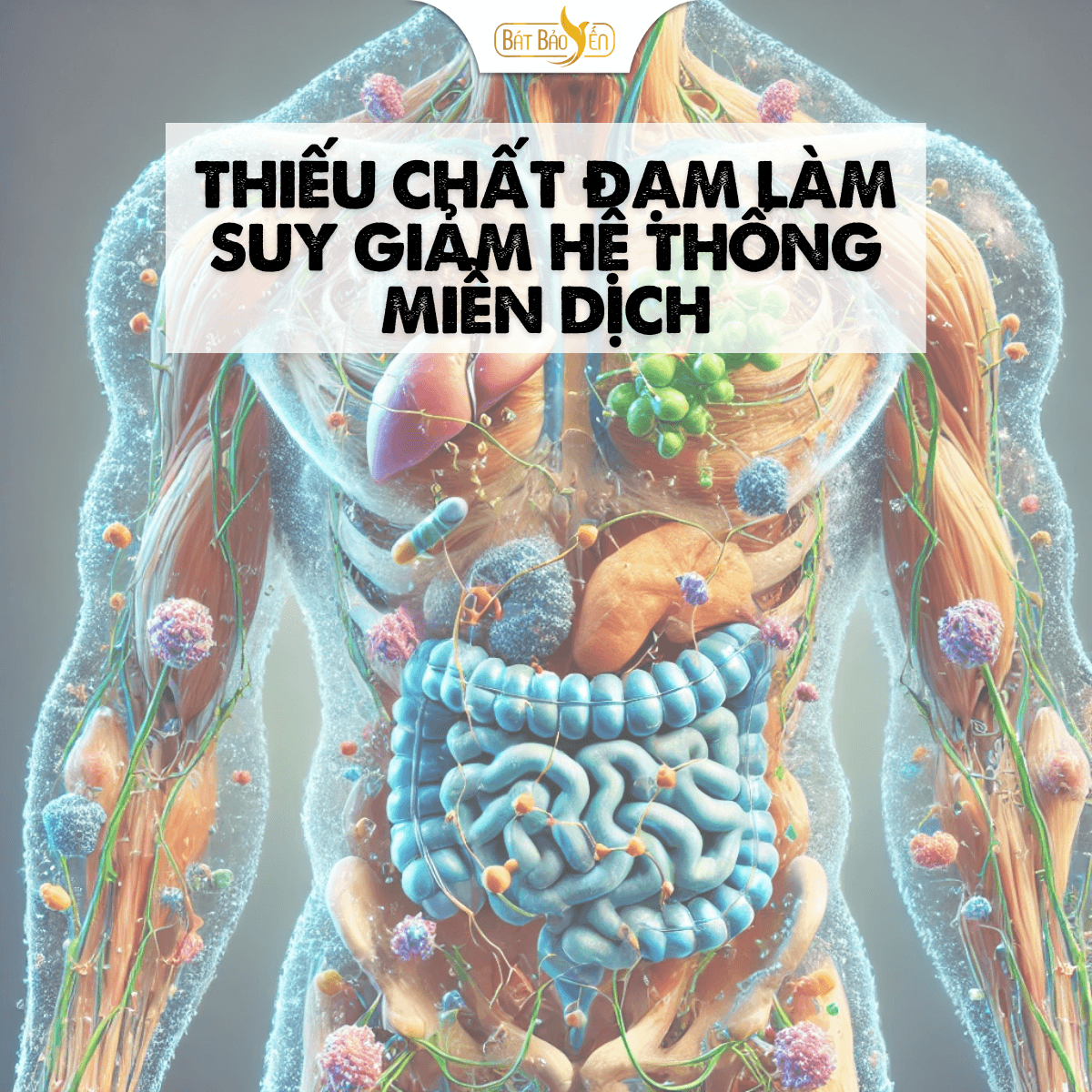 Thiếu chất đạm làm suy giảm hệ thống miễn dịch | Bát Bảo Yến